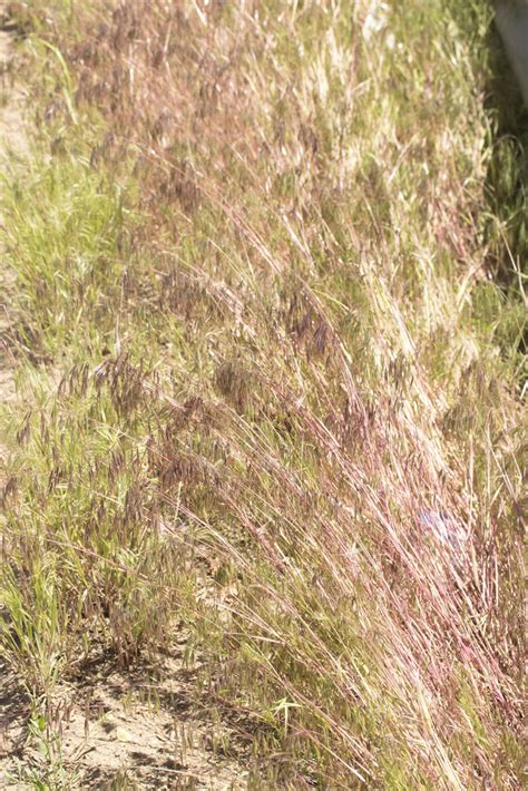 Cheatgrass From Wibaux Mt 59353 Usa On June 22 2022 At 0233 Pm By