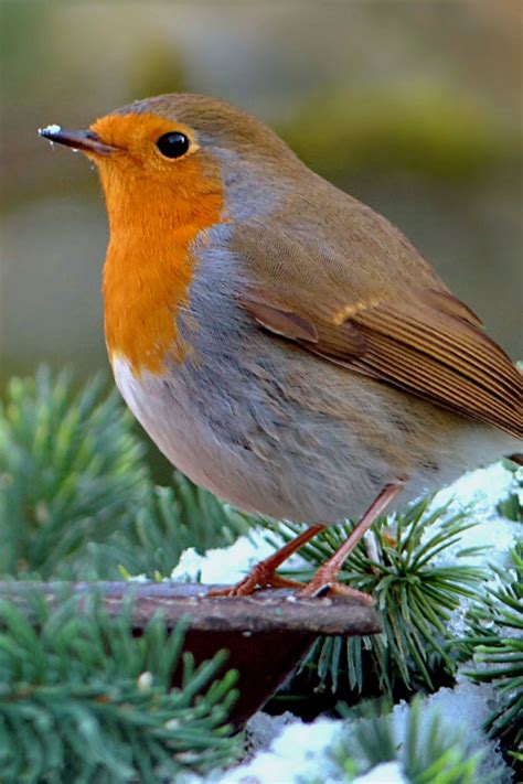 Robin Birds The Cheeky Garden Visitors With Surprising Hidden Talents