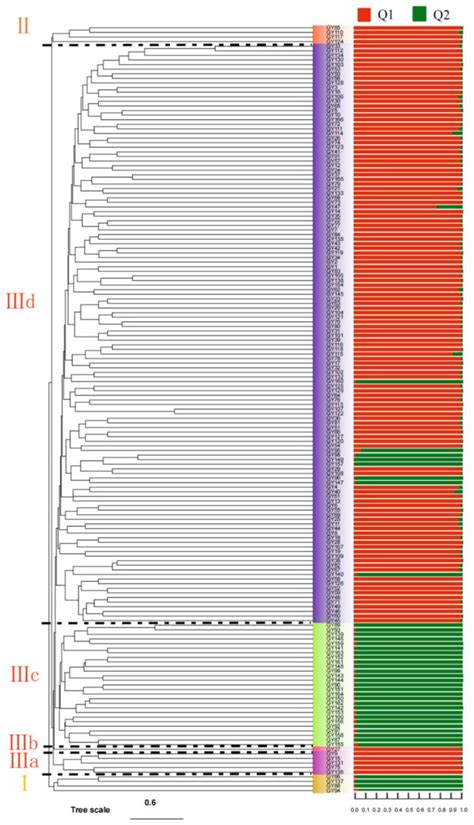 Genetic Diversity Analysis And Core Germplasm Collection Construction