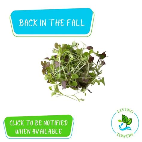 Microgreens Spicy Micro Mix Plantcollectorstore