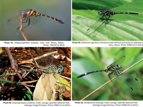 Species New To Science Entomology • 2015 Sixty New Dragonfly And
