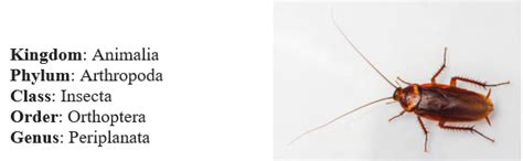 Cockroach Periplanata Americana W3schools