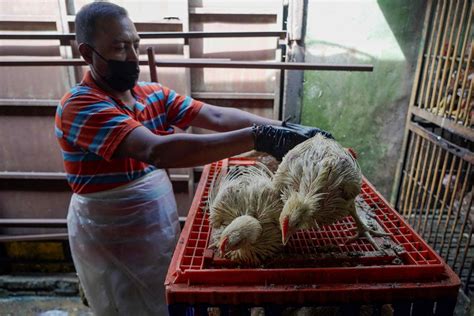 Kartel Lobi Harga Ayam Minimum Rm12 Sekilogram