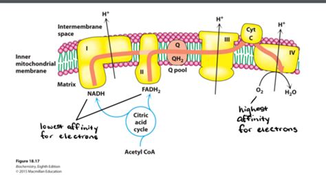 Biochem Lec 22 Edit Flashcards Quizlet