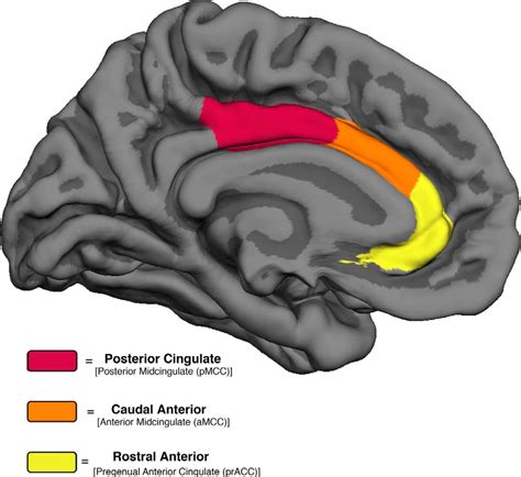 Anterior Cingulate Cortex