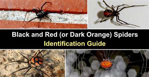 Black And Red Or Dark Orange Spiders With Pictures Identification