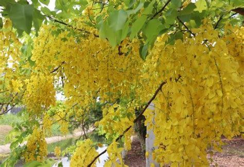 12 Colorful Cassia Tree Varieties To Bring Elegance To Your Yard