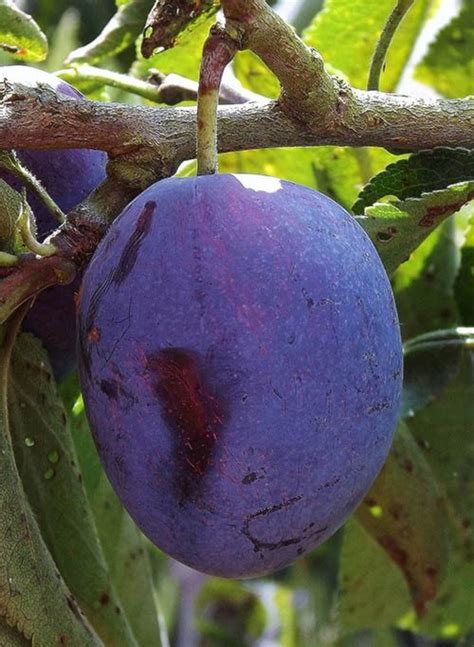 Gardening Questions Of Fruit Pollination Maple Ridge Pitt Meadows News