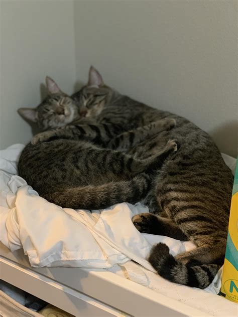 Twin Cuddle Puddle Hug 🤗 Scrolller