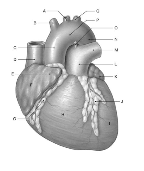 Heart Labeling 2 Diagram Quizlet