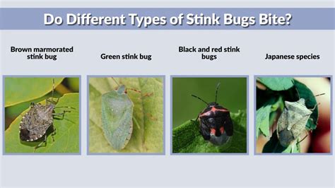 Do Stink Bugs Bite Facts Myths And What To Do If You Get One
