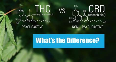 Thc Vs Cbd Comparison Whats The Difference Lookah
