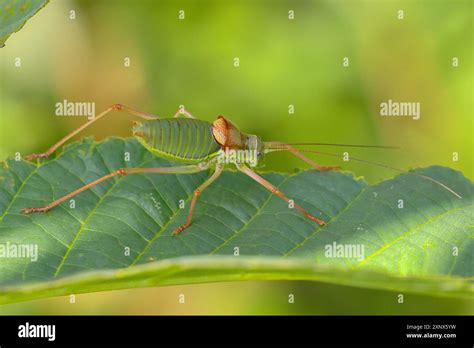 Steppe Saddle Grasshopper Saddle Backed Bush Cricket Ephippiger