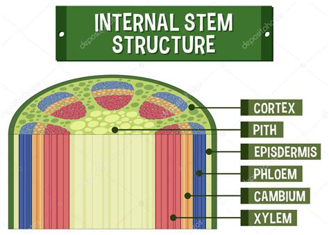 Internal Structure Of Stem Diagram Illustration 2024