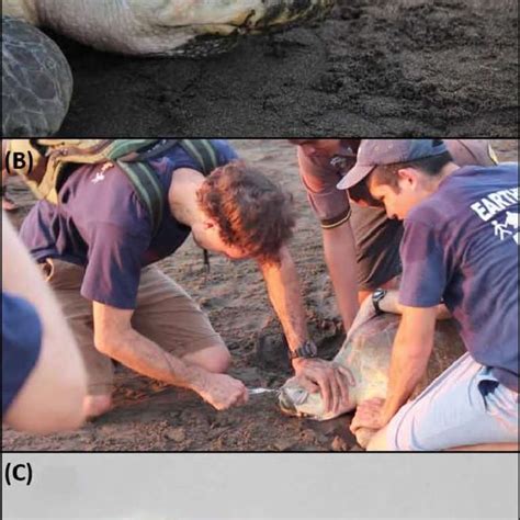 Scute Patterns And Shell Morphology Of The 7 Sea Turtle Species