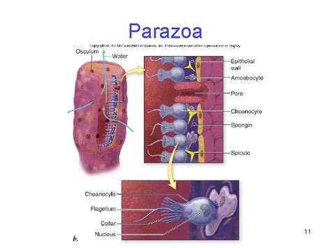 Noncoelomate Invertebrates Chapter 33 Invertebrate Phylogeny Revolution