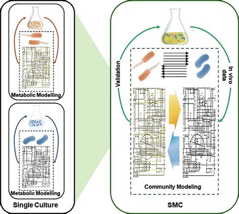 Mix Up Metabolic Modelling Approaches For Describing And Engineering