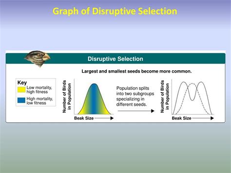 Ppt Evolution Of Populations Powerpoint Presentation Free Download
