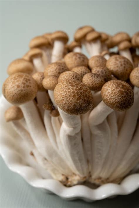 Fresh Brown Shimeji Edible Mushrooms Native To East Asia Buna Shimeji