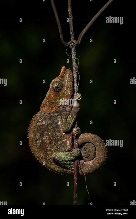Blue Legged Chameleon Calumma Crypticum Beautiful Colored Chameleon