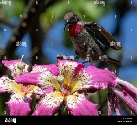 Juvenile Scarlet Chested Sunbird Chalcomitra Senegalensis Colorful