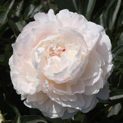 Elsa Sass Kwekerij De Pioenroos