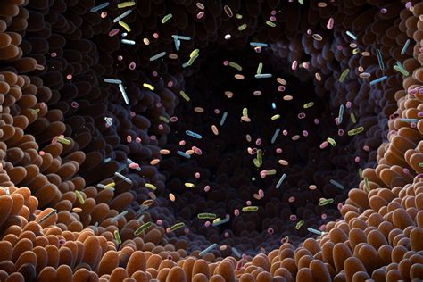 A Quantum Leap Understanding The Links Between Immunity And The Microbiome Udemnouvelles