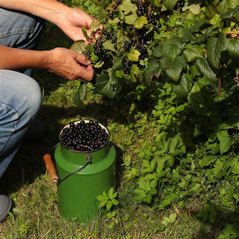 A Simple Guide To Growing Soft Fruit Bushes On The Allotment And In The