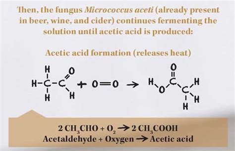 Wine Fermentation Equation
