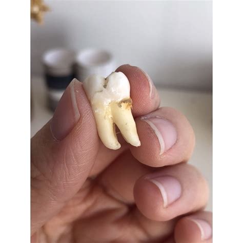 Harga 1 Molar Terbaru Apr 2025 Biggo Indonesia