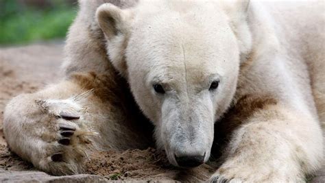 Ijsbeer Knut Is Terug De Morgen