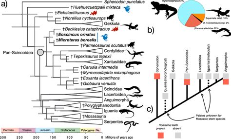 Bayesian Phylogenetic Analysis Biogeography And Abundance Of The