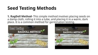 Seed Testing For Grade 12 Babes PPts PPT