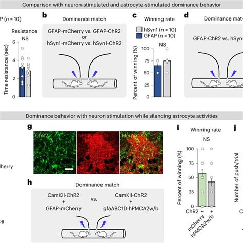 Dominant Mice Exhibit Higher Dmpfc Astrocyte Ca²⁺ Activities Than