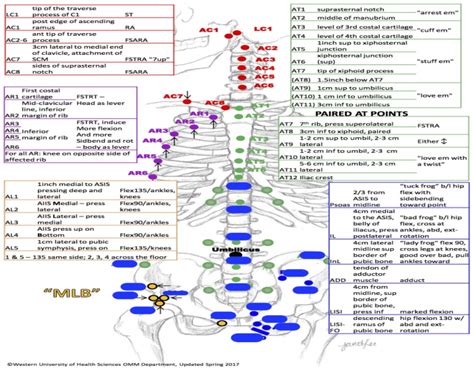 Counterstrain Anterior Pelvis Region Quiz