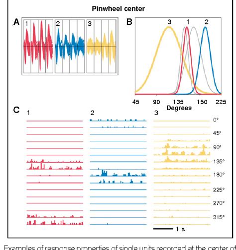 Figure 2 From Striate Cortex Orientation Selectivity In Pinwheel