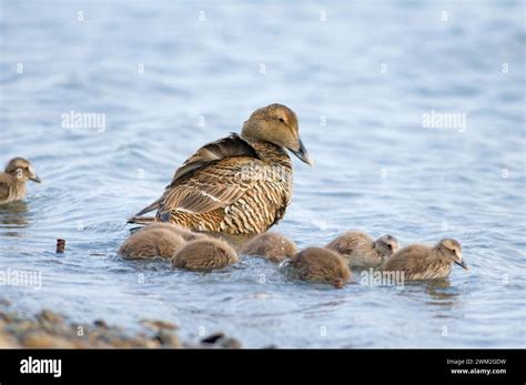 Group Of Common Eider Ducks Somateria Mollissima Mother And Newborn Ducklings On A Lagoon During
