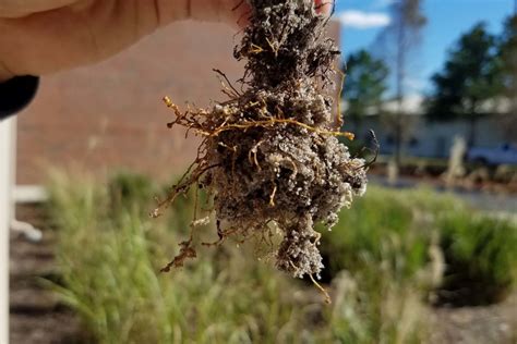 Recognizing And Managing Nematode Damage In Strawberries Southern