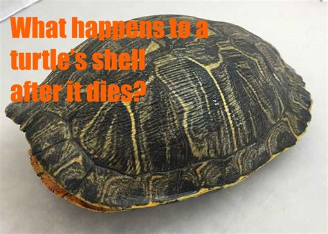 What Happens To A Turtles Shell After It Dies Explained Map Turtle