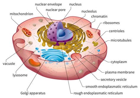 Animal Cell Structure