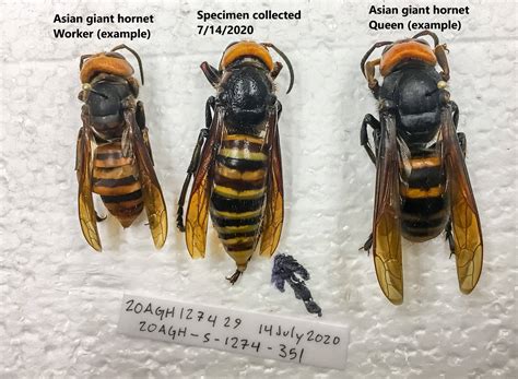 Japanese Giant Hornet Queen