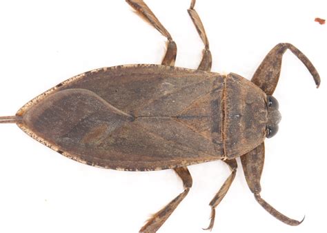 Giant Water Bug Wings