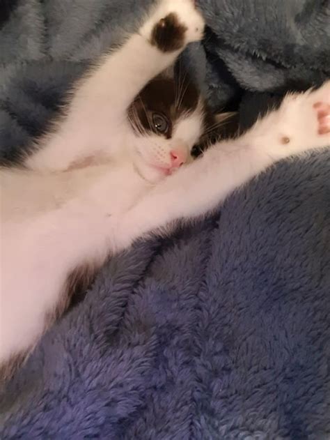 Smol Boi Rbreathofthewild Smol Boi Rbreathofthewild