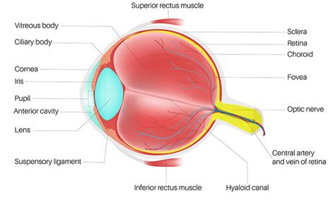 Anterior Cavity Of The Eye
