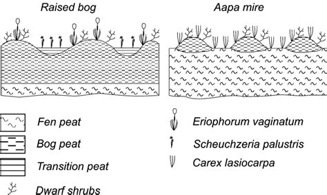 Comparison Of The Structures Of Raised Bog And Aapa Mire Microtopes Download Scientific Diagram