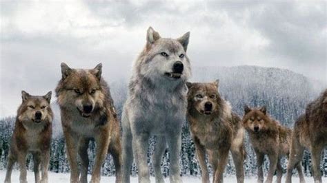 The Majestic Wolf Pack In The Twilight Series Breaking Dawn Part 2