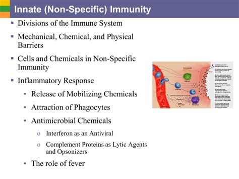 Innate Immunity Non Specific Defenses And Inflammatory Response