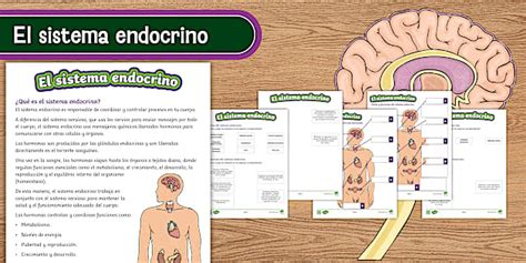 Actividad Para Recortar Y Pegar Sistema Endocrino