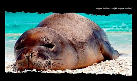 Foca Características Qué Comen Hábitat Y Tipos Pangea