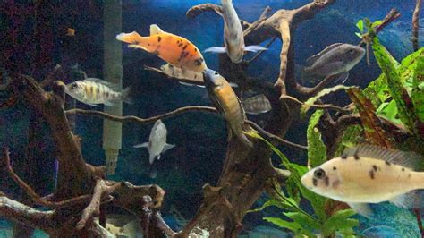 My Ob Peacocks In Battle Raquariums